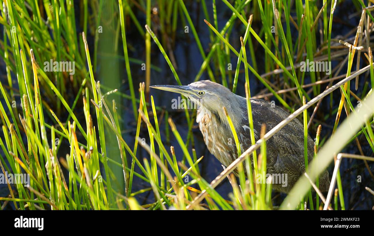 American Bittern (Botaurus lentiginosus) standing in shallow water ...