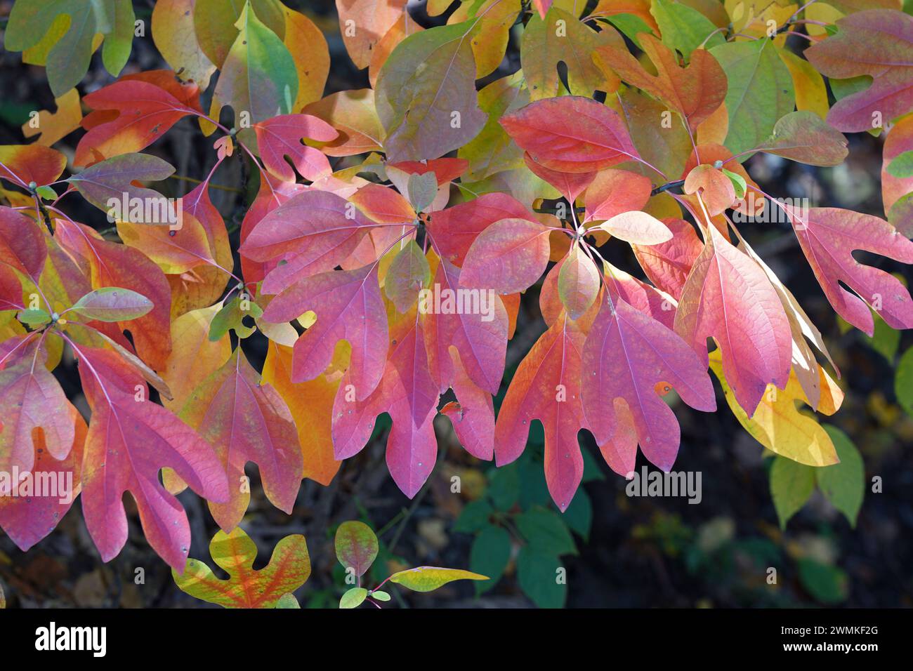 Changing autumn foliage hi-res stock photography and images - Alamy