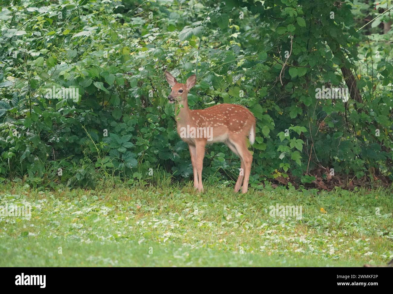 Browsing behaviour hi-res stock photography and images - Alamy