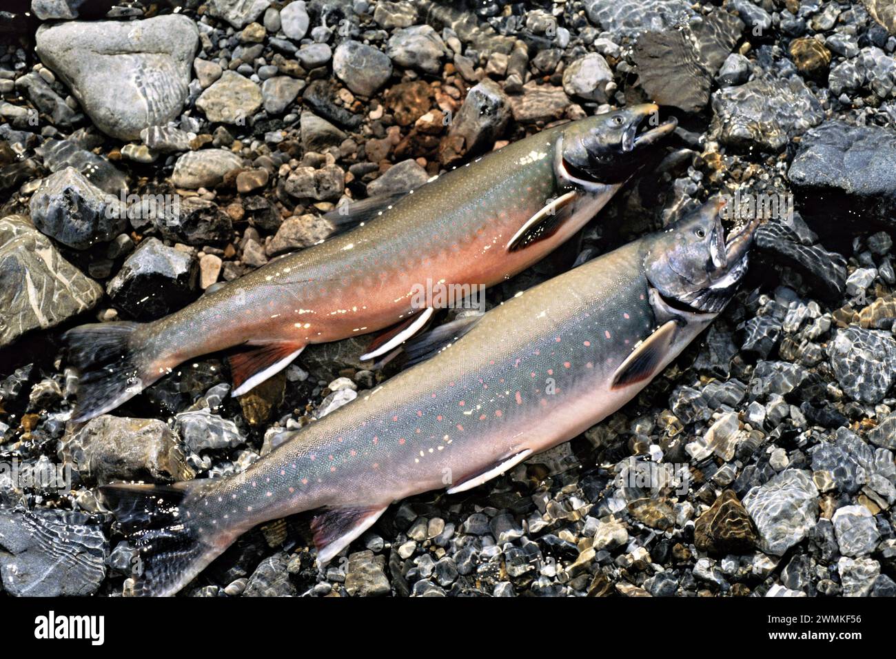 Canada arctic char hi-res stock photography and images - Alamy