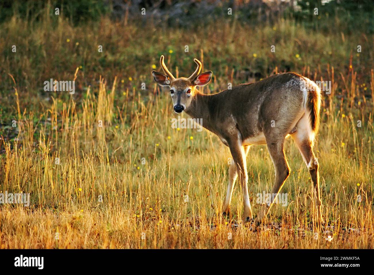 Whitetail deer side view hi-res stock photography and images - Alamy