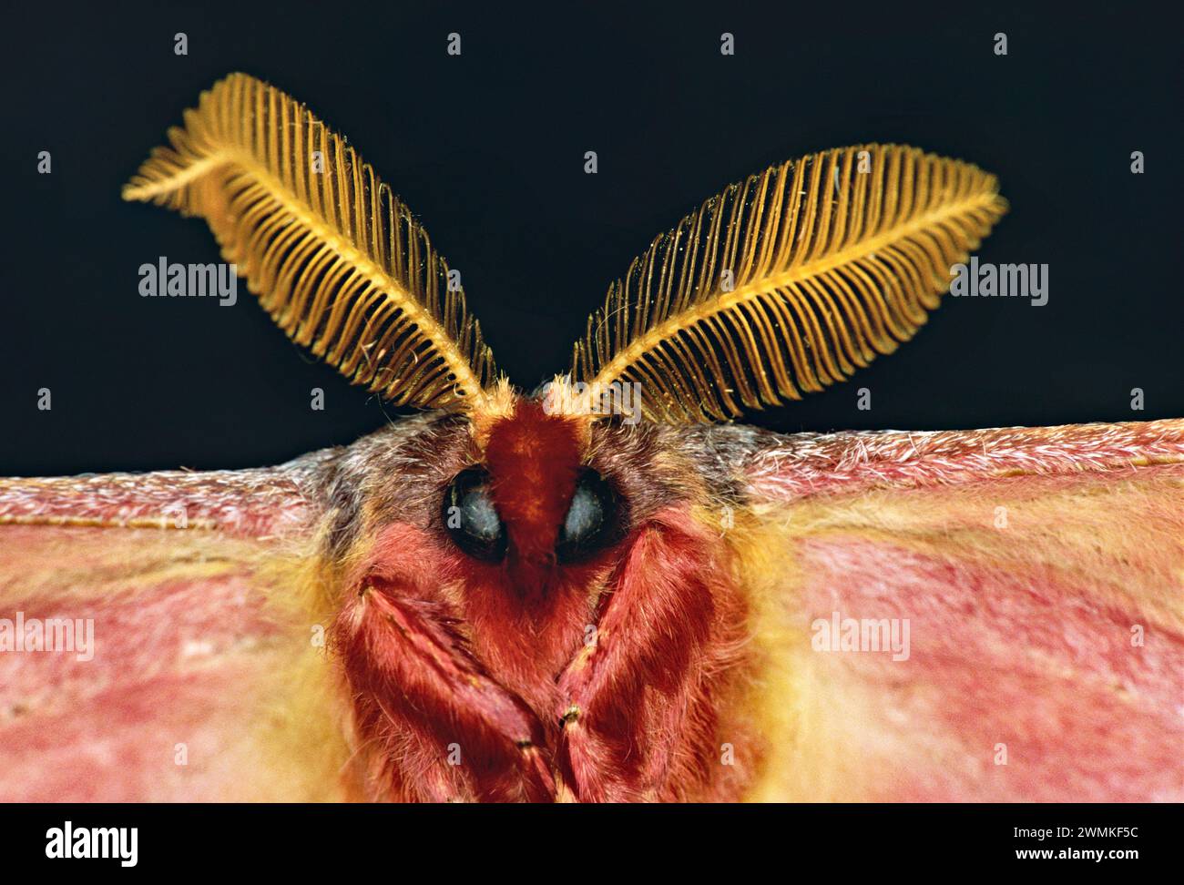Antennae anatomical hi-res stock photography and images - Alamy