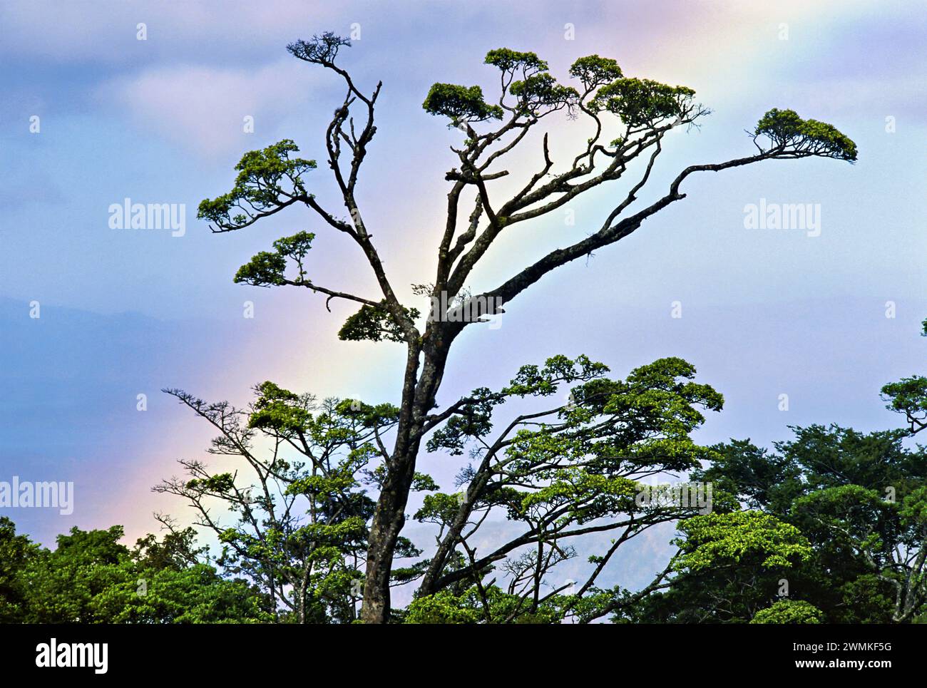 Rainbow arches behind the branches of a rainforest tree; Costa Rica ...