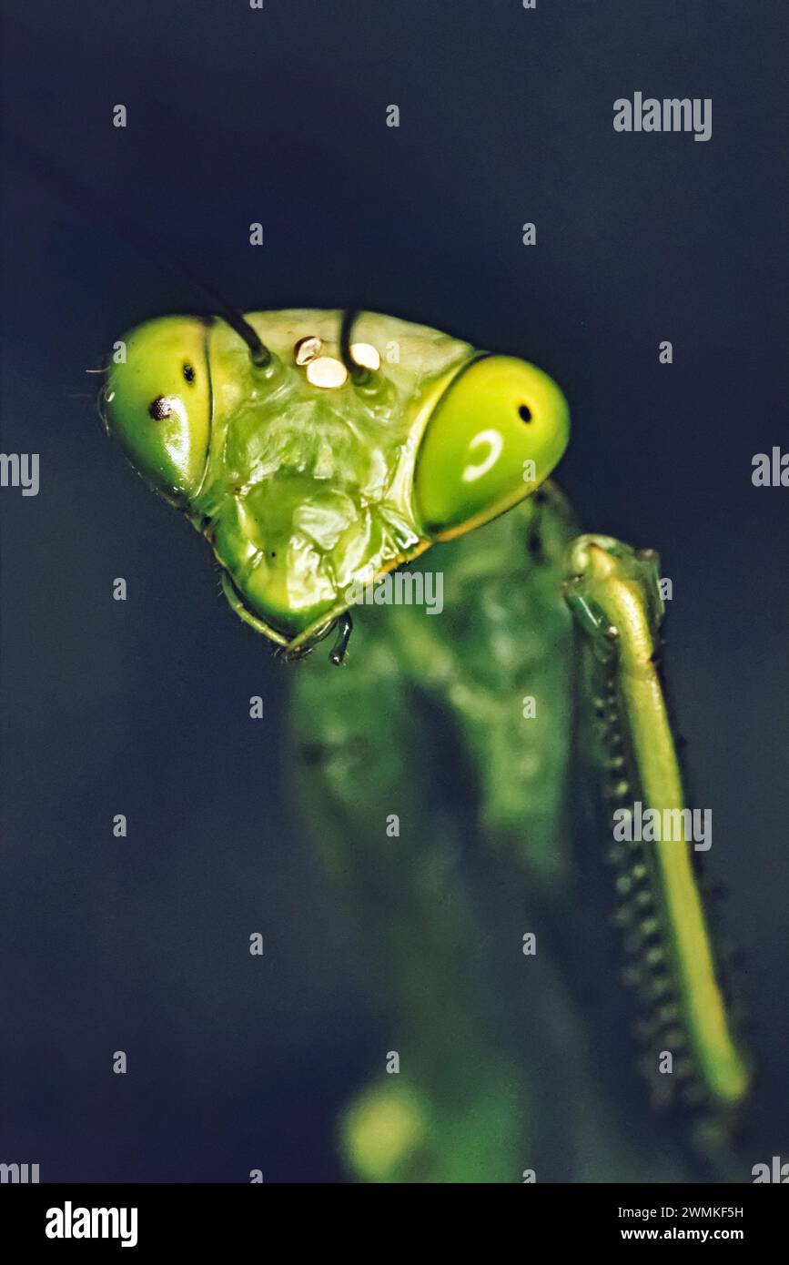 Green mantis insects hi-res stock photography and images - Alamy