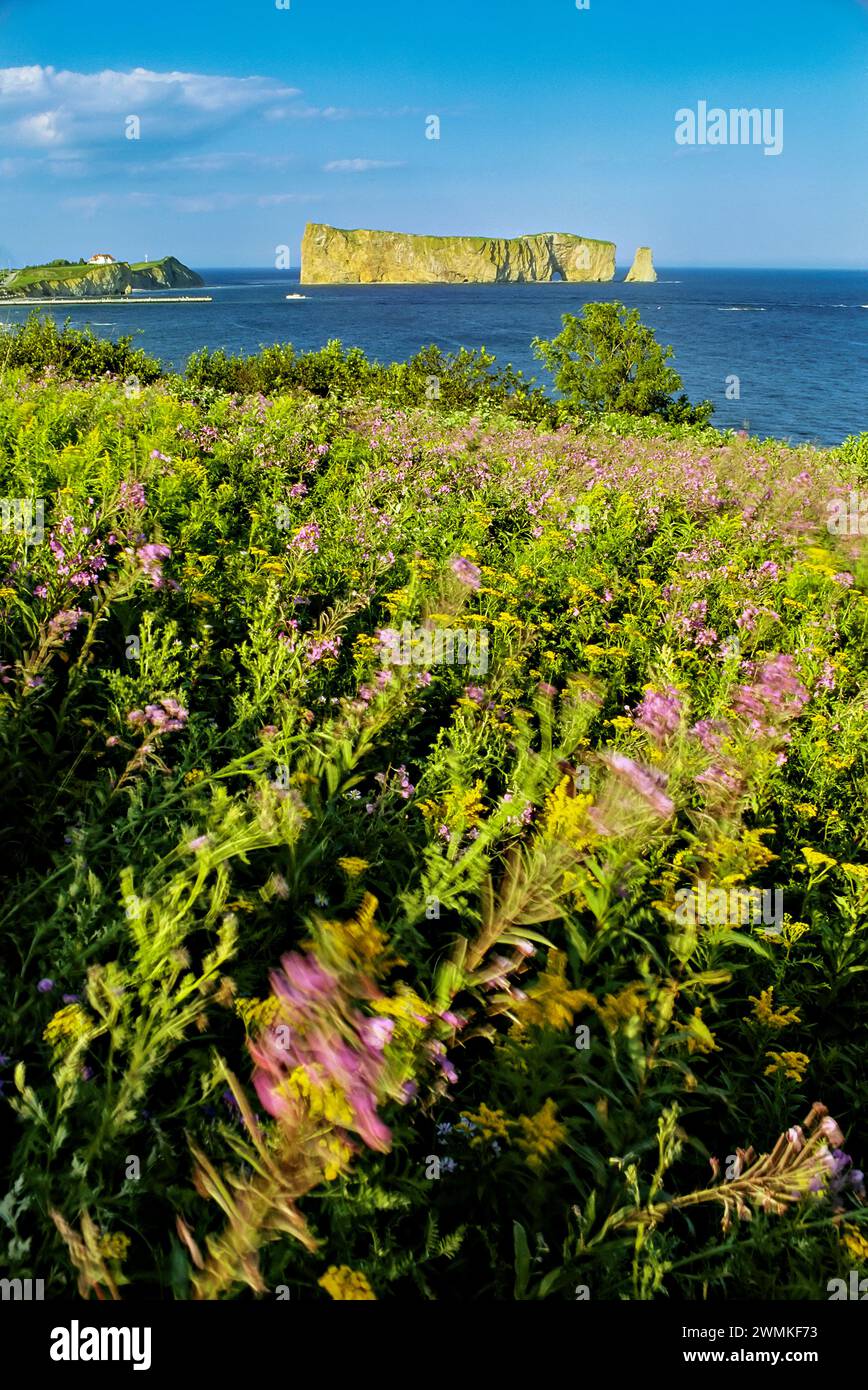 Wildflowers in bloom along a seaside cliff Stock Photo - Alamy