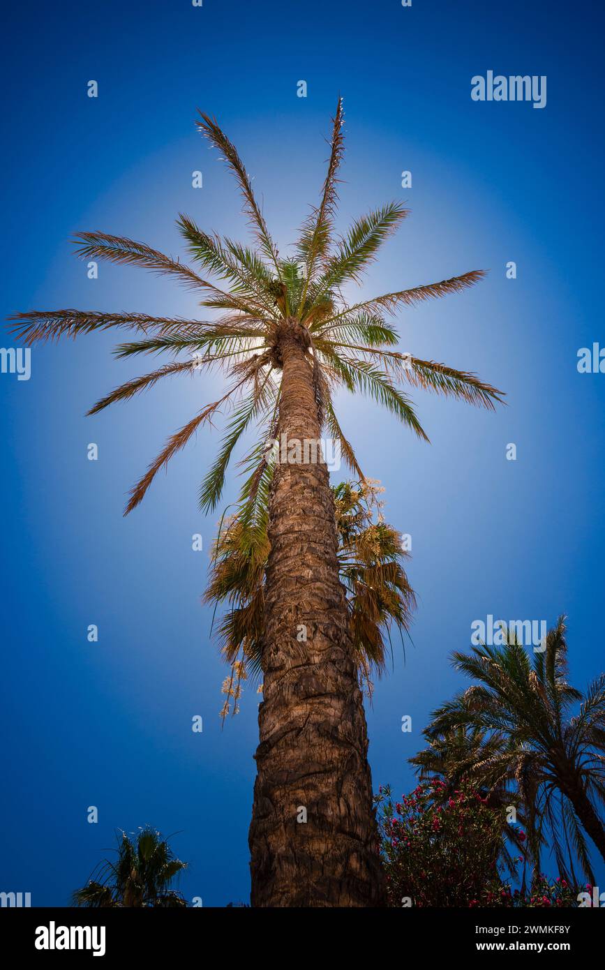 The emmanuel tree hi-res stock photography and images - Alamy