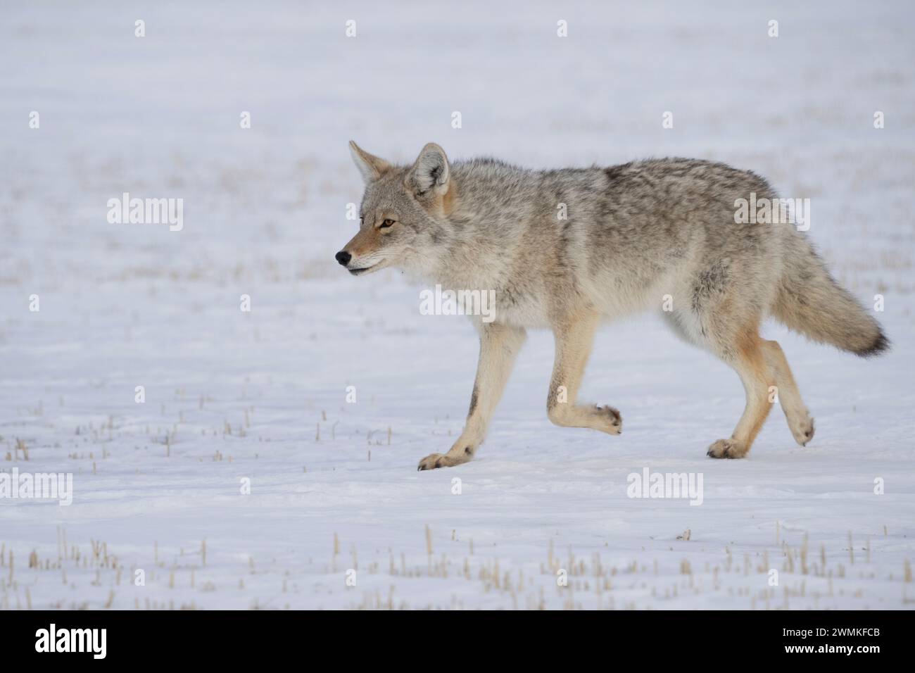 Coyote (Canis latrans) walking across a snowy field; Val Marie ...