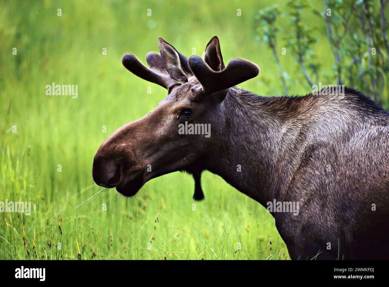 Giant moose hi-res stock photography and images - Alamy