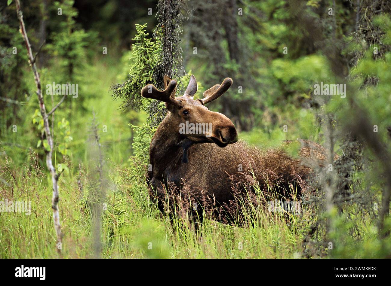 Portrait of a male moose (Alces alces gigas) standing in the tall ...
