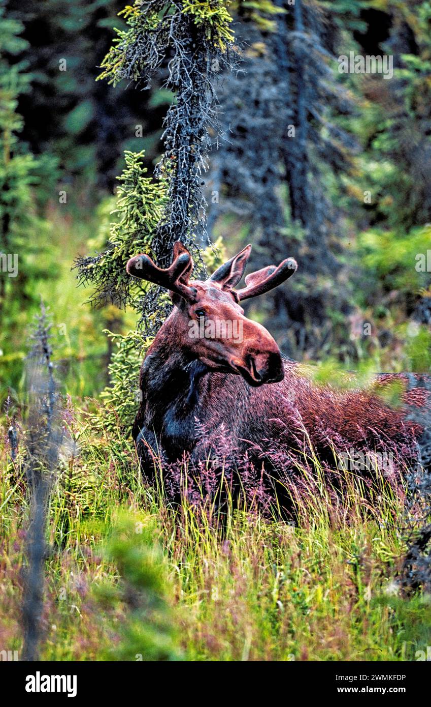 Portrait of a male moose (Alces alces gigas) standing in the tall ...