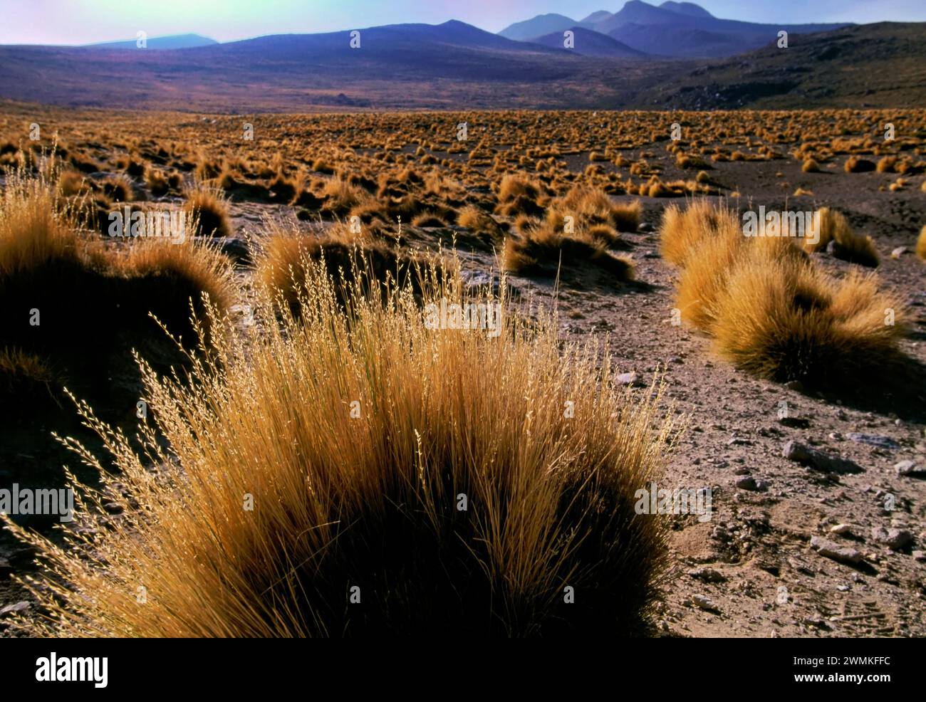 Bunch grass clumps grow in the arid landscape near the El Tatio geysers ...