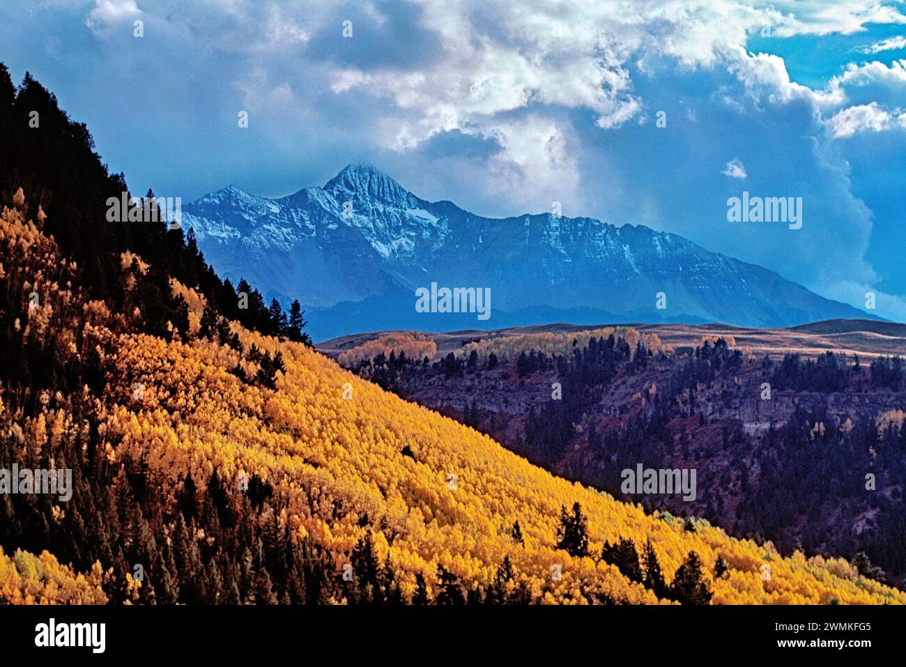 Sunlight illuminates stands of golden aspen trees below the stark and ...