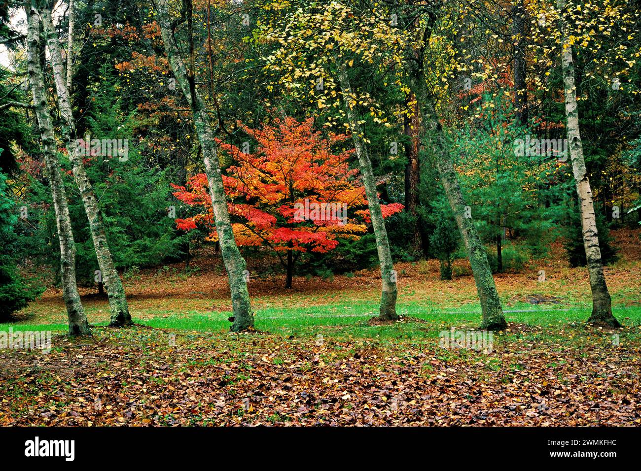 Autumn foliage along the serpentine drive to the Biltmore house ...