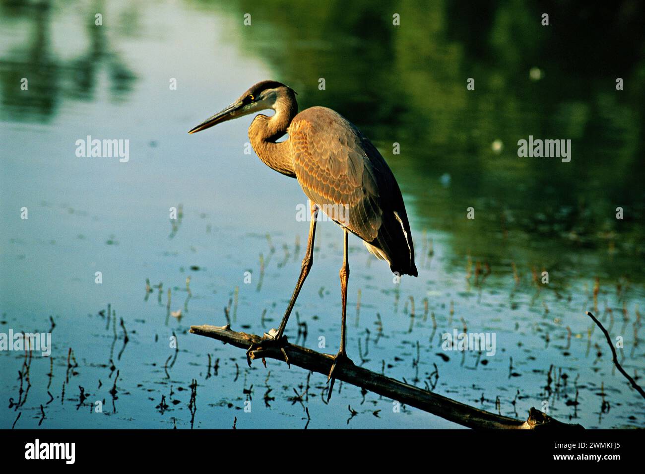 Great blue heron (Ardea herodias) in its dark phase perches on a branch ...