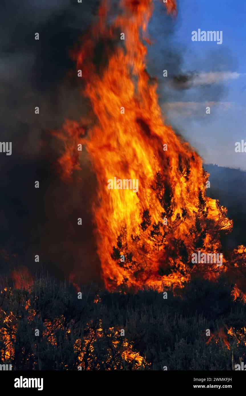 Flames from a prescribed fire burn juniper trees and sagebrush. The ...