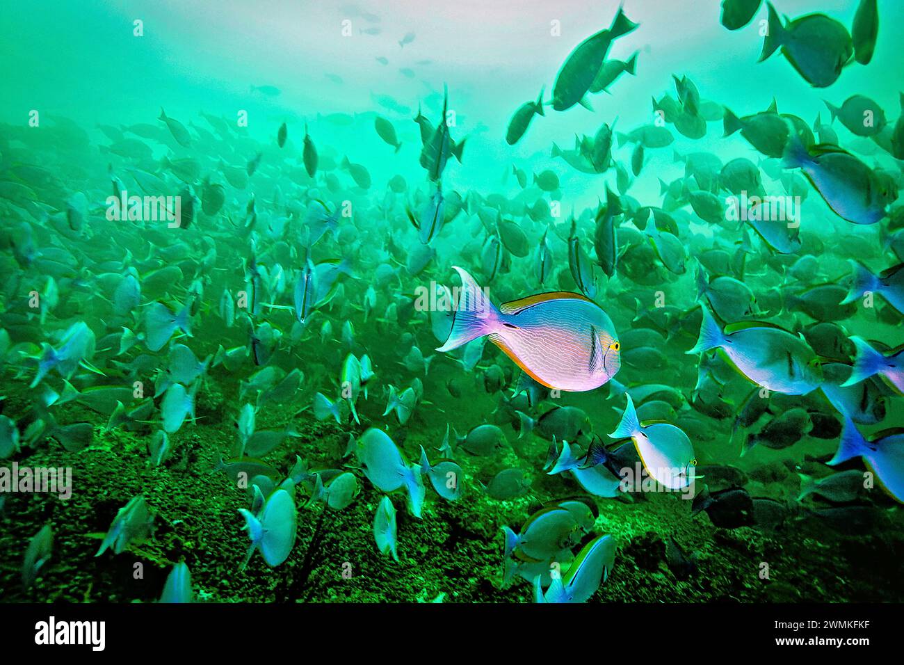 Surgeonfish (Acanthuridae) aggregate on the north coast of Komodo, with ...