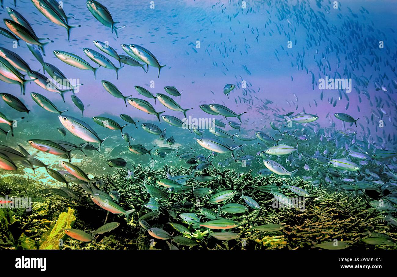 Fusilier fish (Caesionidae) aggregate on the east coast of Komodo ...