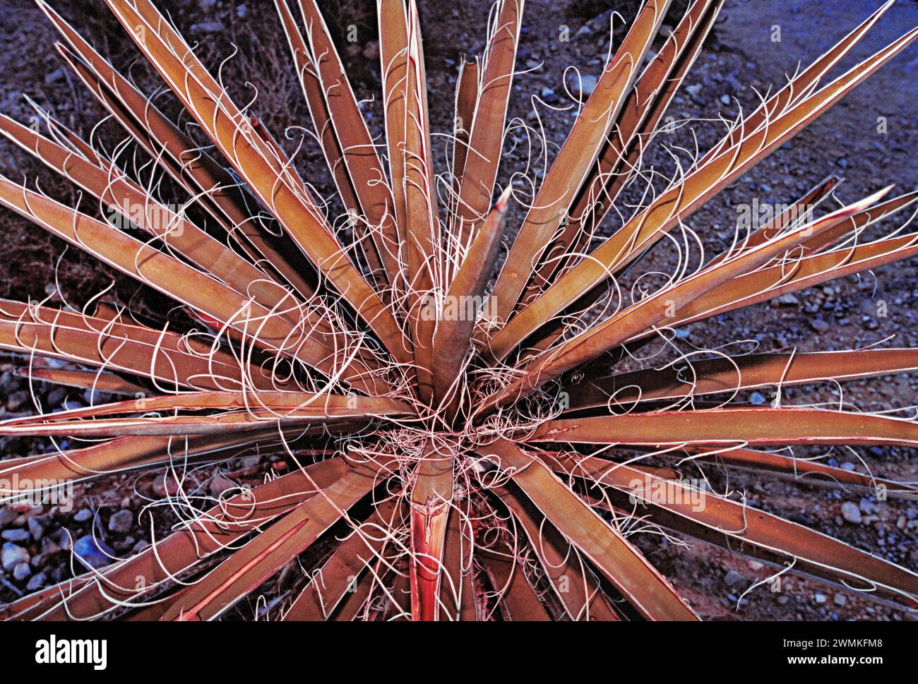 Yucca buccata hi-res stock photography and images - Alamy