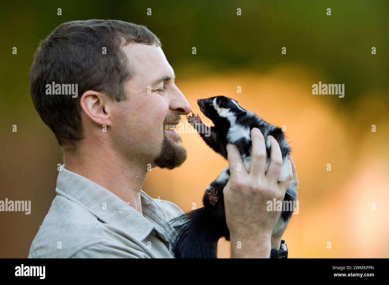 Skunk animal tail up hi-res stock photography and images - Alamy