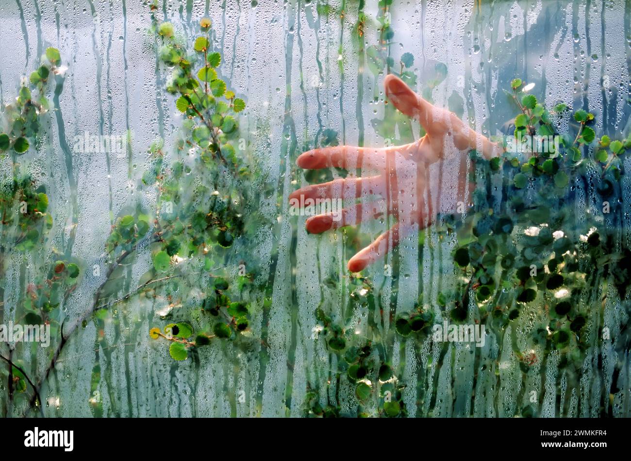 Hand and plants through a fogged up window; North Slope, Alaska, United ...