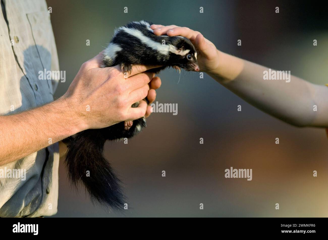 Spotted skunk (Spilogale gracilis) in the hands of its handler ...