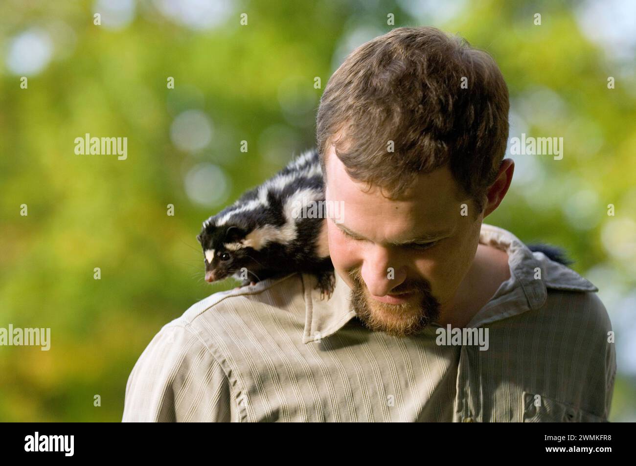 Spotted skunk (Spilogale gracilis) crawling over the shoulder of its ...