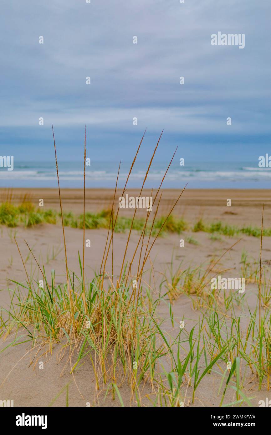 View of the ocean and sandy shore through beach grass with a grey ...