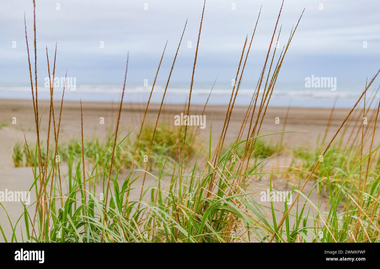 View of the ocean and sandy shore through beach grass with a grey ...