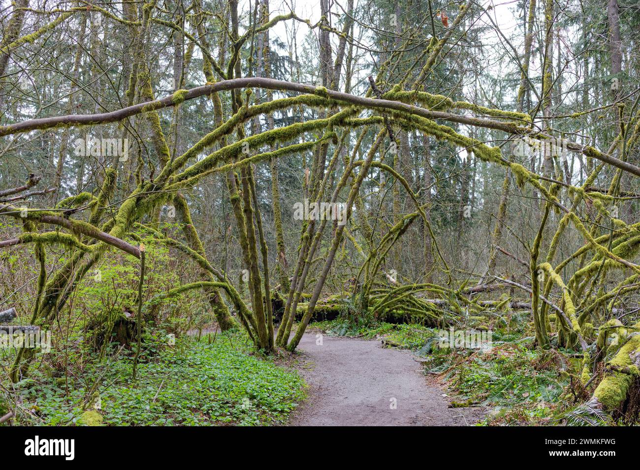 Nature trail in the Green Timbers Urban Forest Park on a cloudy day in ...