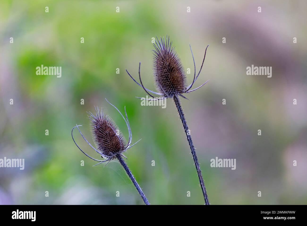 Close-up of two teasel (Dipsacus) flower heads in Ridgefield National ...