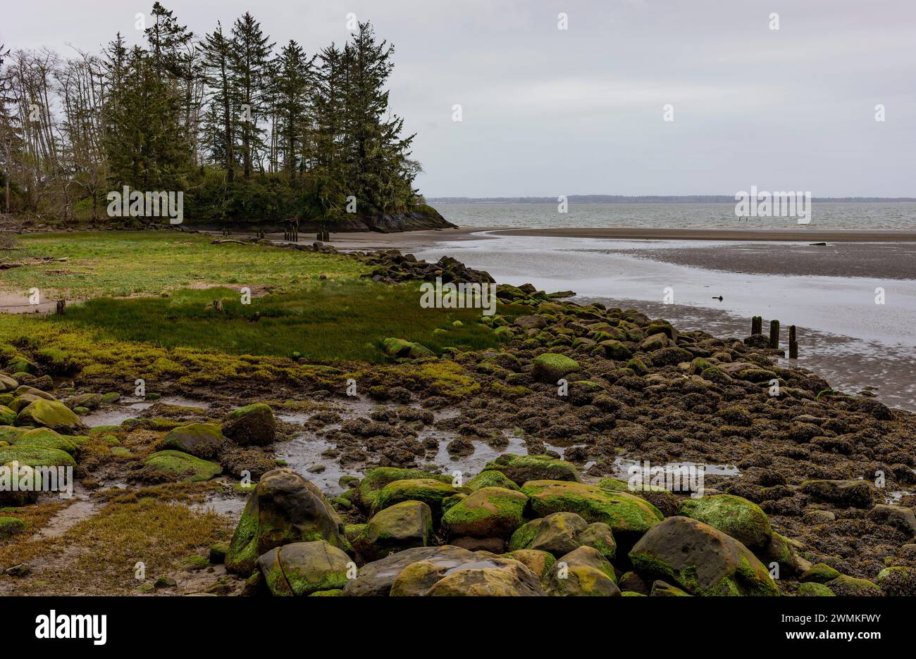 Mossy rocks and trees on the shore of the pacific ocean in BC, Canada ...