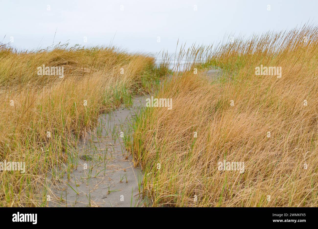 Pathway through a grassy, beach hill with a grey, cloudy sky; Long ...
