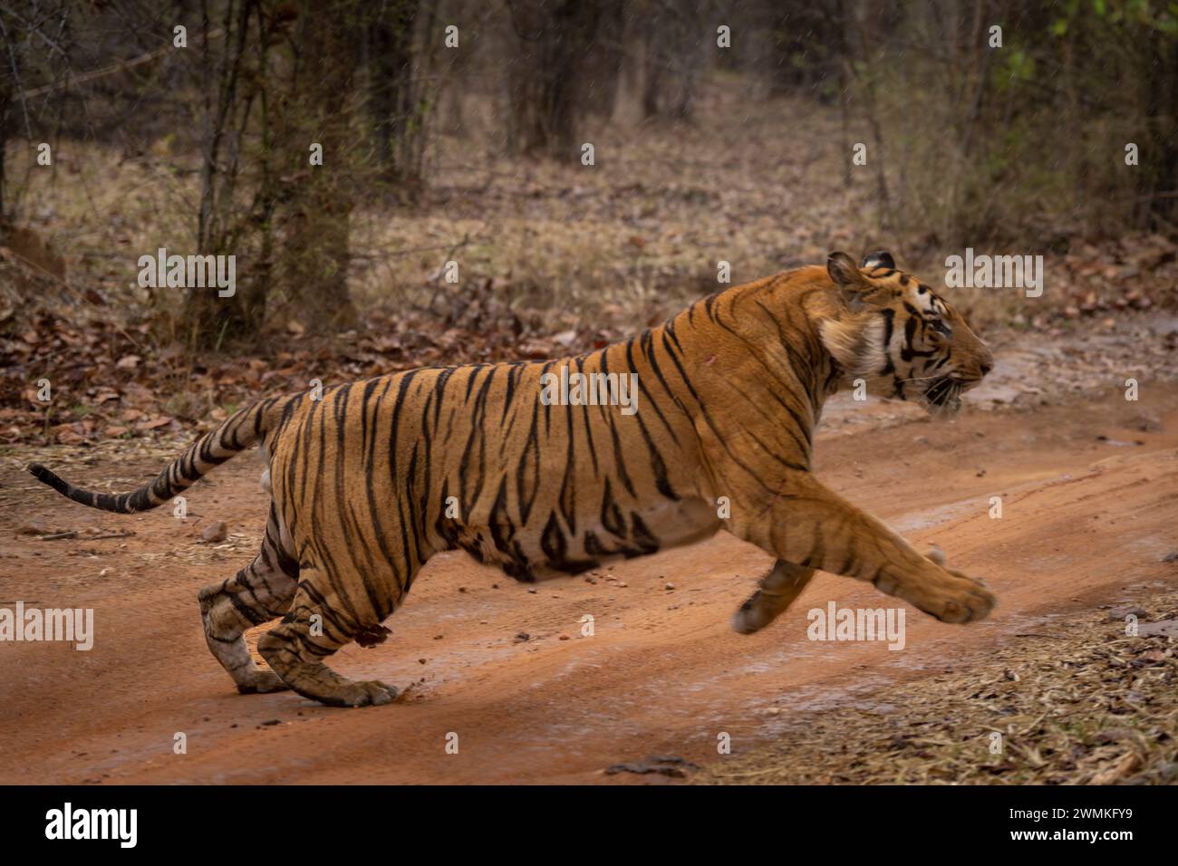Bengal tiger (Panthera tigris tigris) sprints across dirt track in the ...