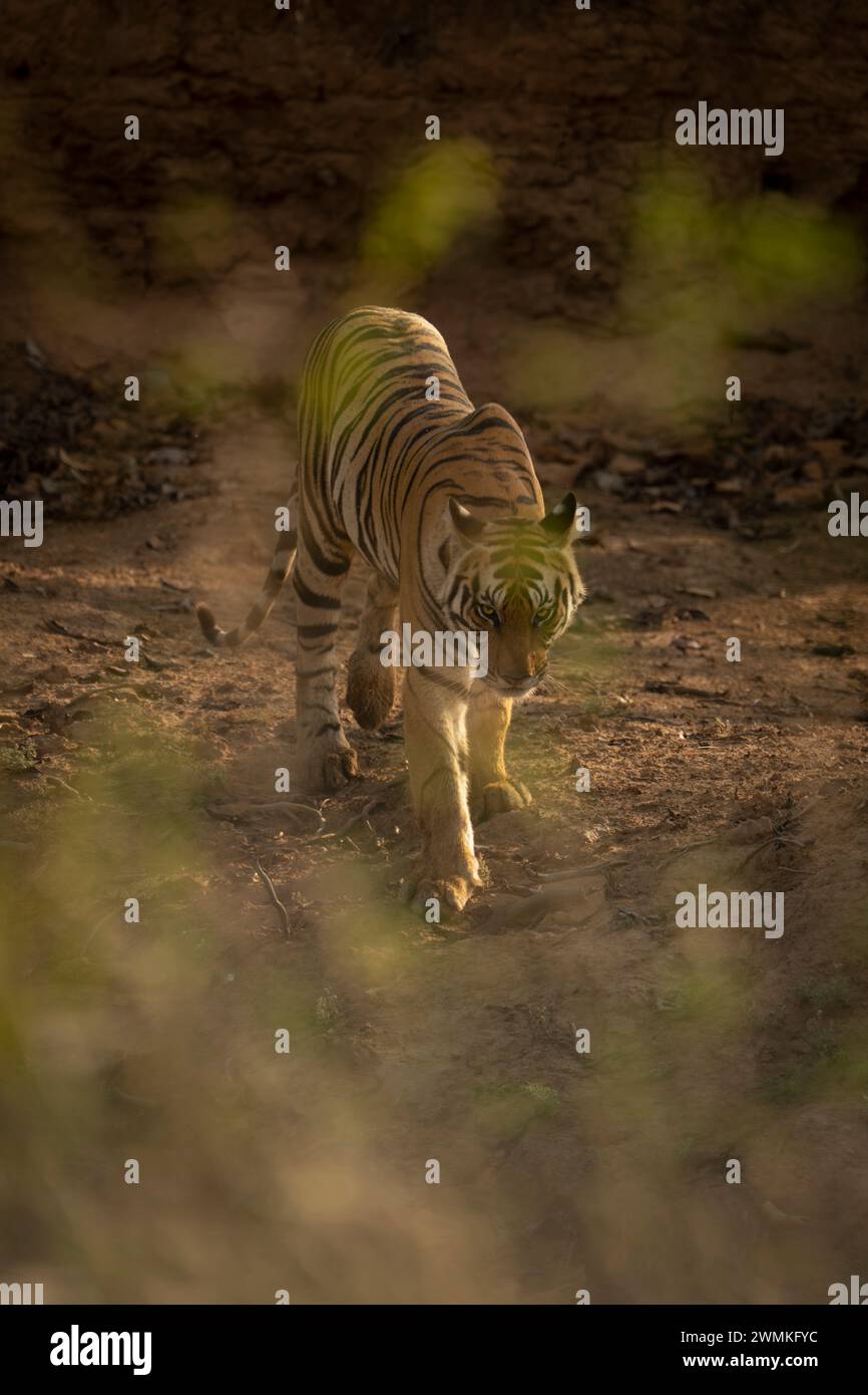 Bengal tiger (Panthera tigris tigris) walks across earth towards camera ...