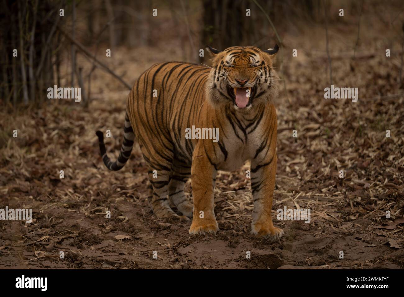 Cat flehmen reaction hi-res stock photography and images - Alamy