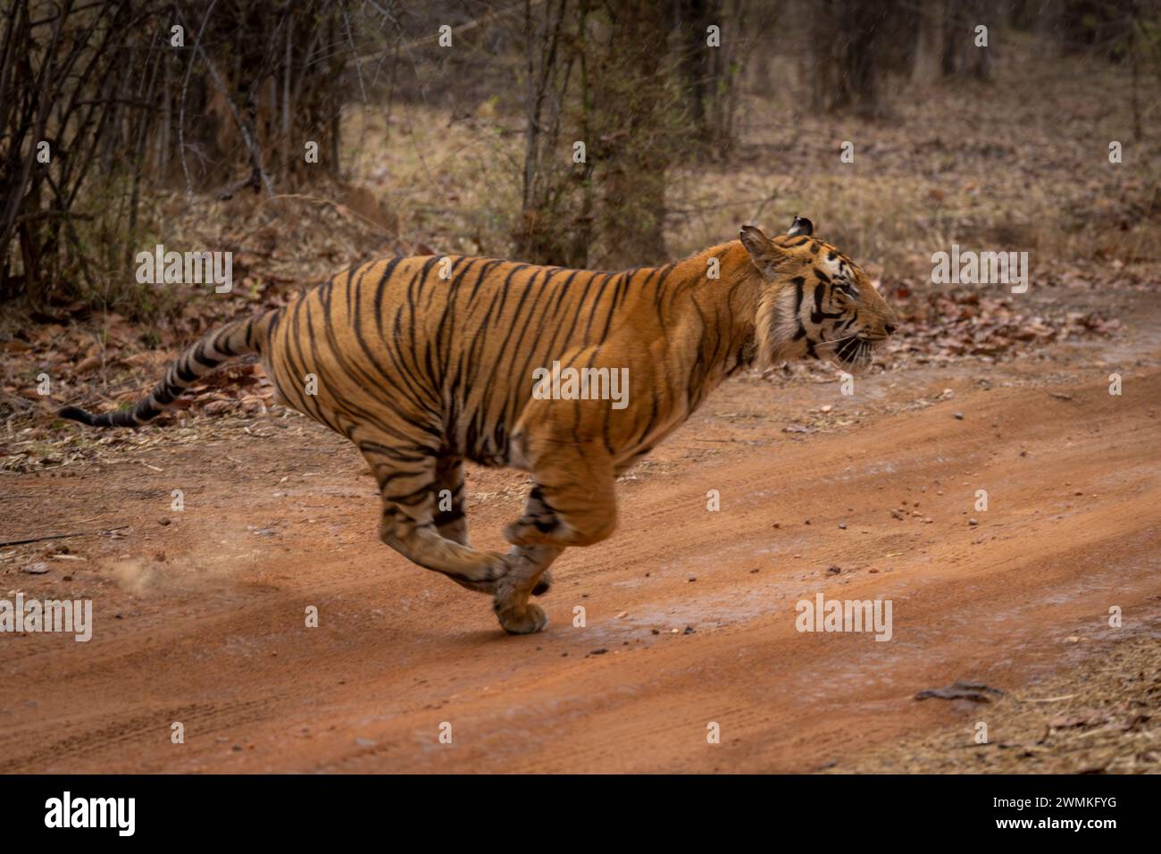 Bengal tiger (Panthera tigris tigris) races across dirt track in the ...