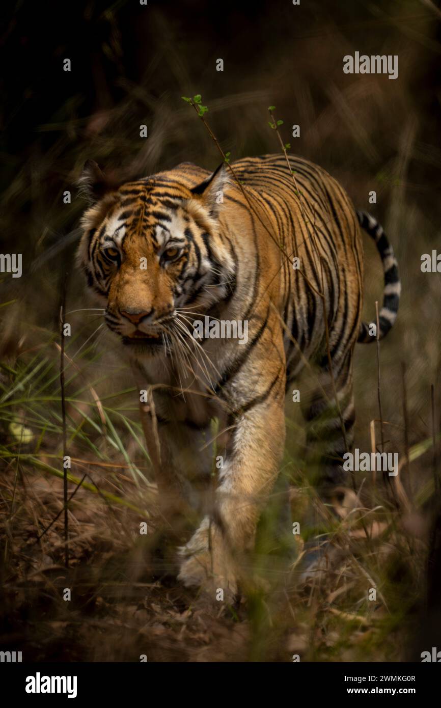 Portrait of a Bengal tiger (Panthera tigris tigris) walking through ...
