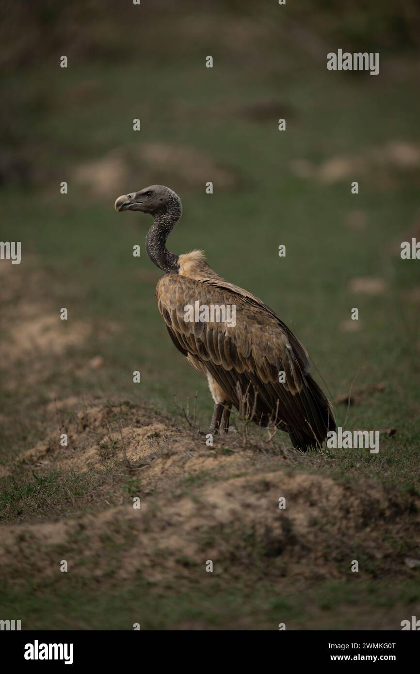 Indian vulture hi-res stock photography and images - Alamy