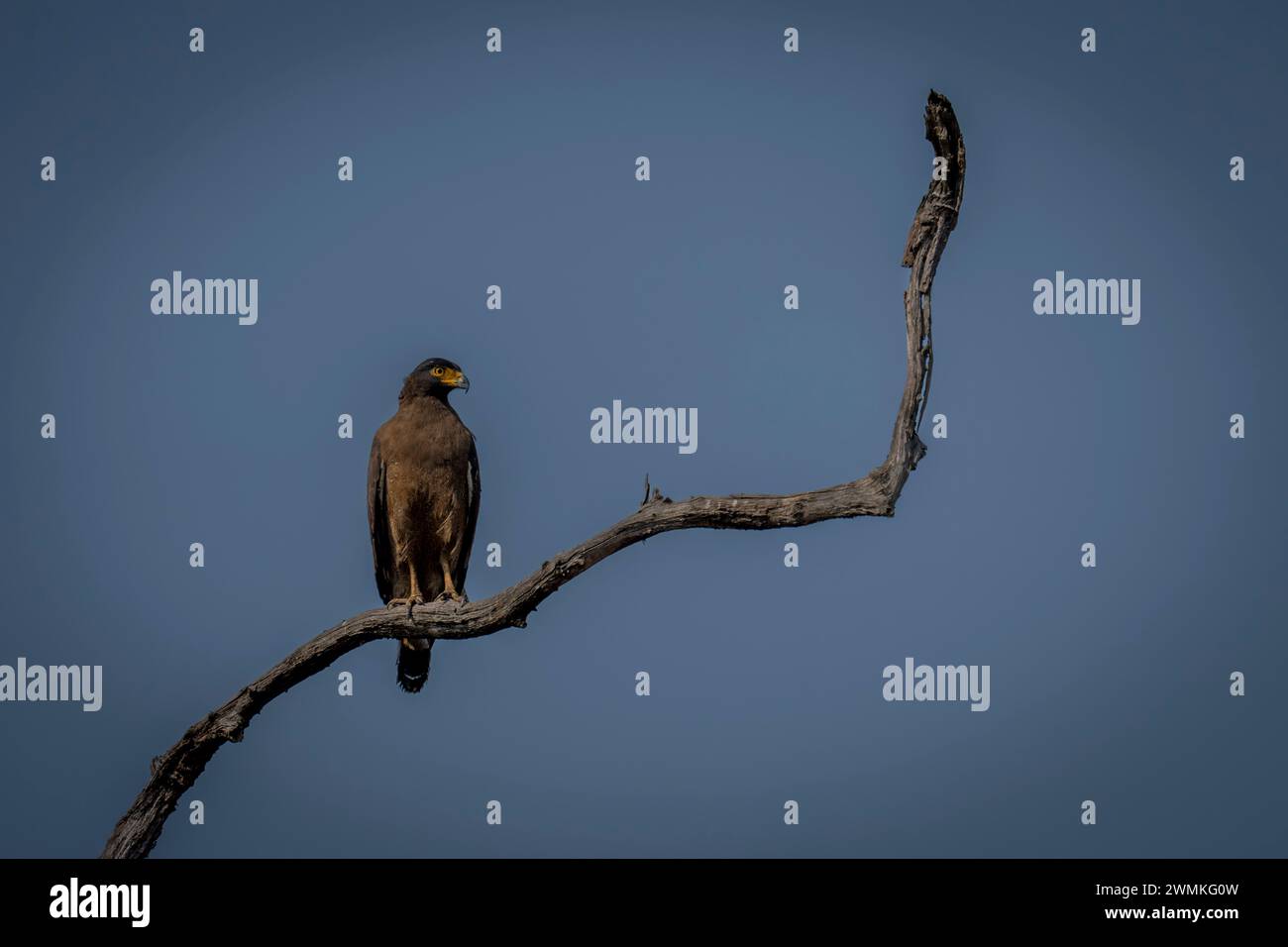 Portrait of a crested serpent eagle (Spilornis cheela) standing on a ...