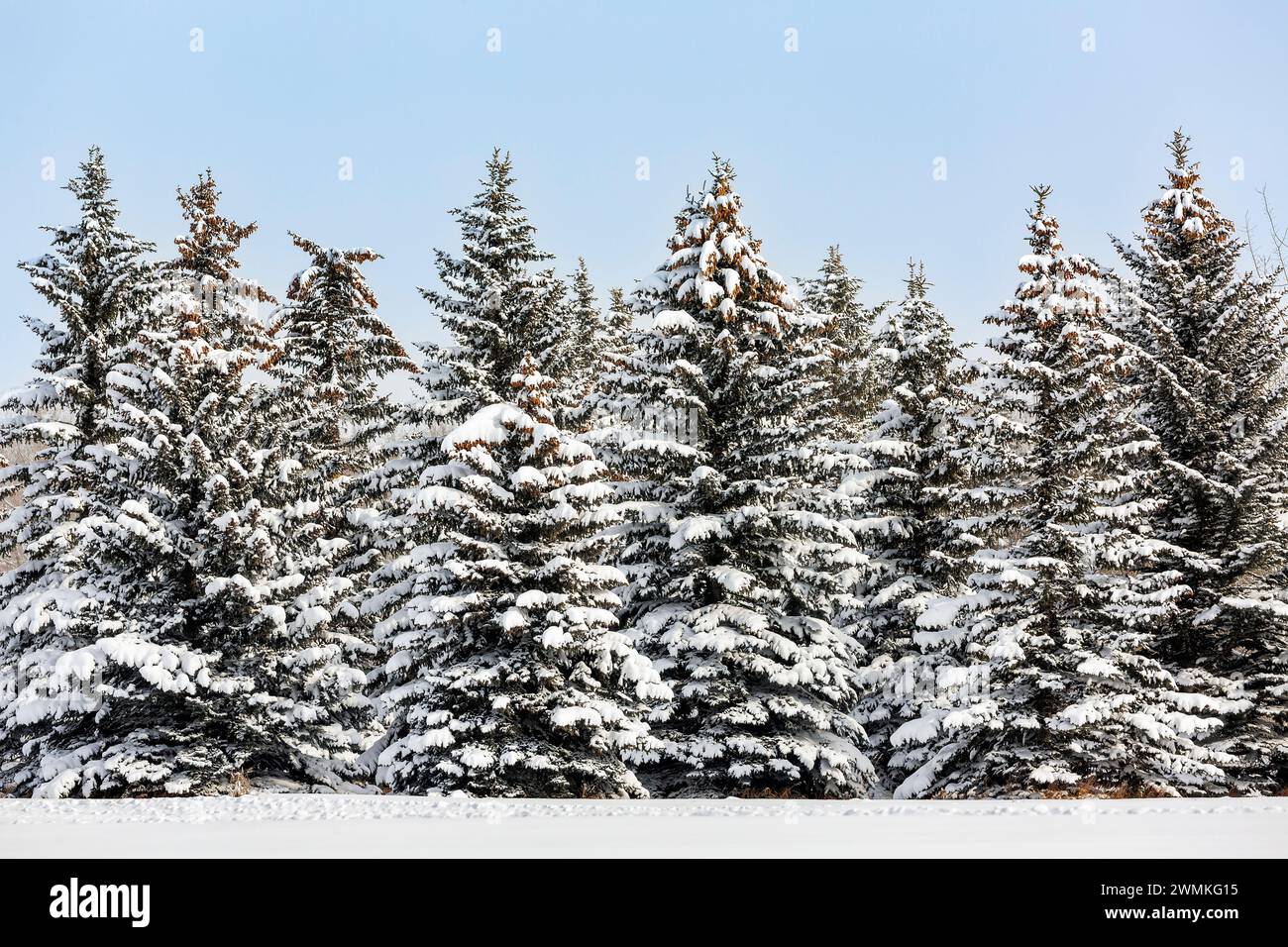 A grouping of snow covered evergreen trees in a row against a clear ...