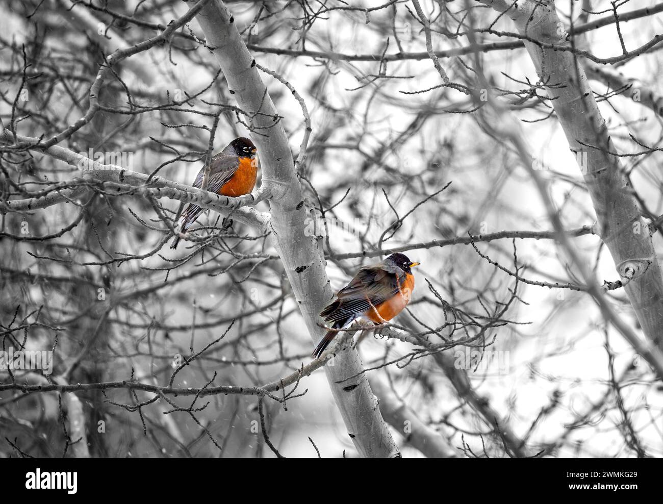 Two robins hi-res stock photography and images - Alamy