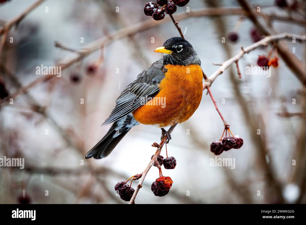 Low hanging tree branches hi-res stock photography and images - Alamy