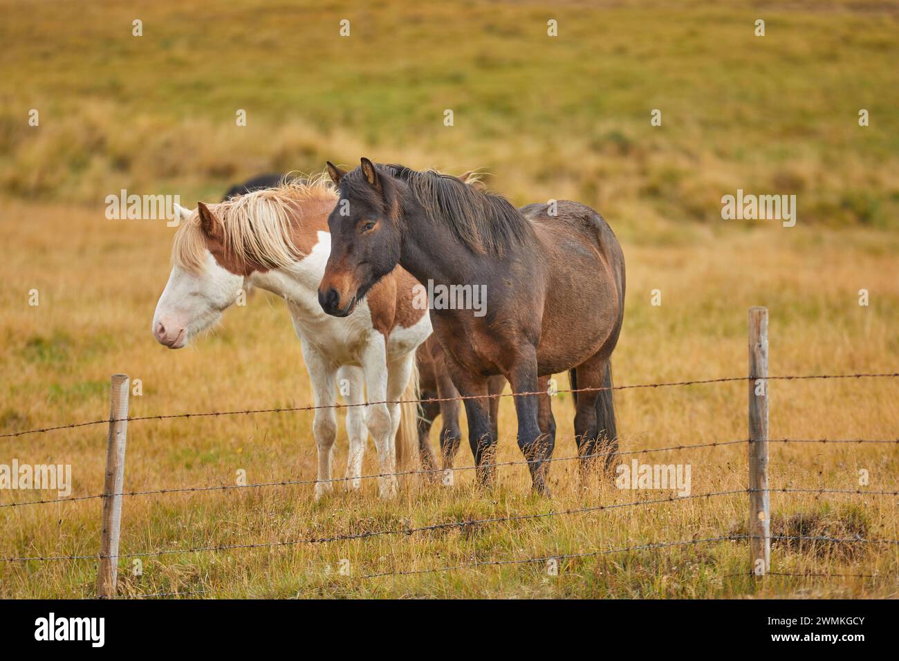 Icelandic ponies stand side by side behind a fence in a grass pasture ...