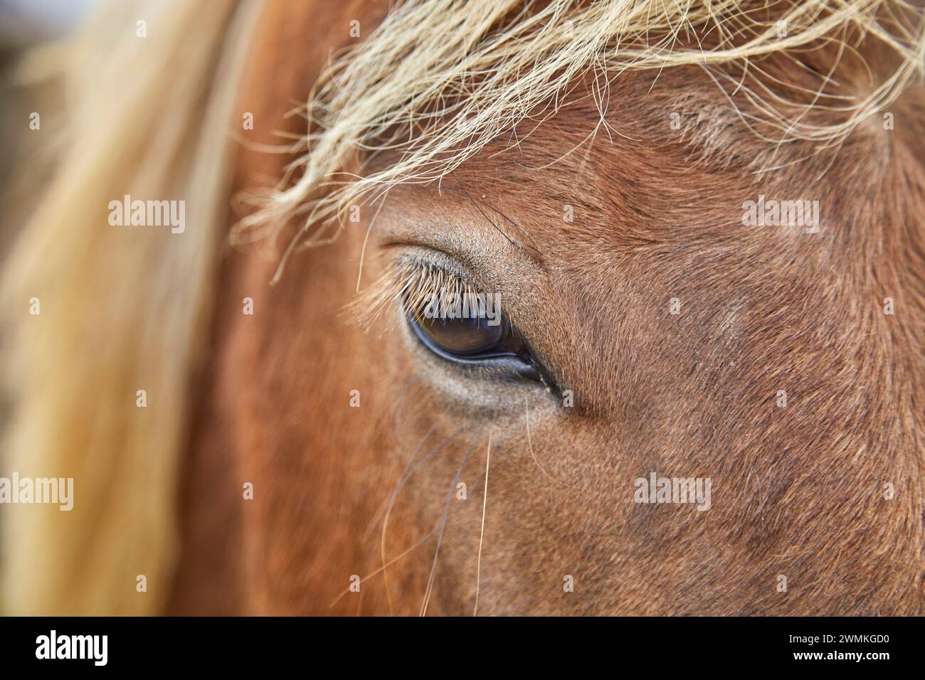Mane hair hi-res stock photography and images - Alamy