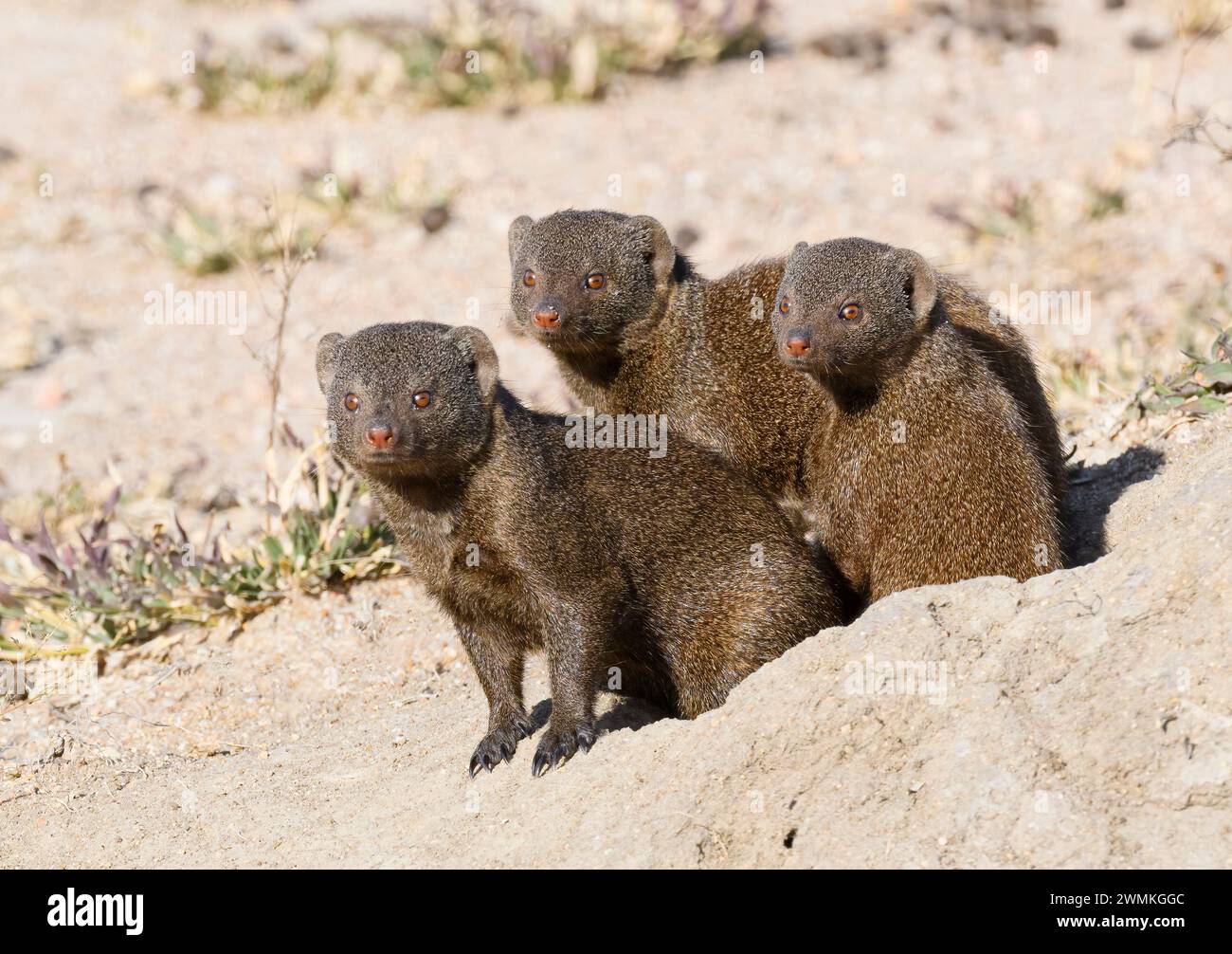 Three Dwarf Mongoose on a termite mound in MalaMala Private Game ...