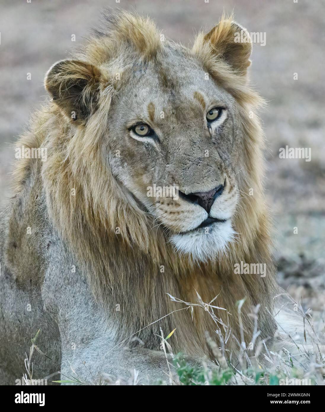 Portrait of a male lion hi-res stock photography and images - Alamy