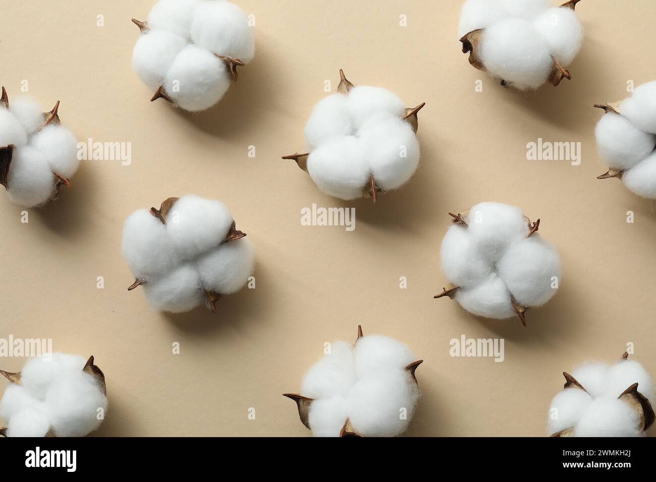 Fluffy cotton flowers on beige background, flat lay Stock Photo - Alamy