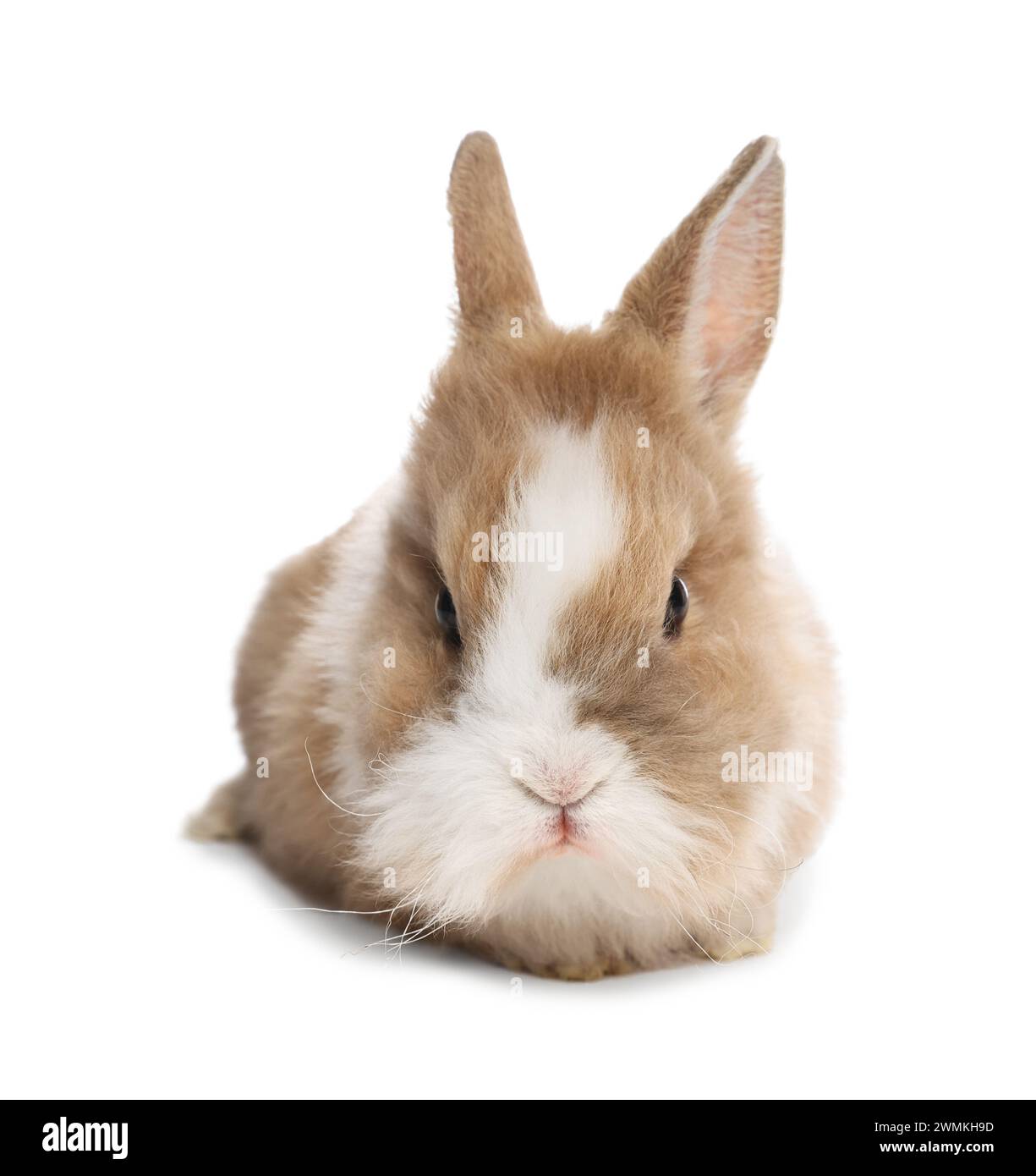Cute fluffy pet rabbit isolated on white Stock Photo - Alamy