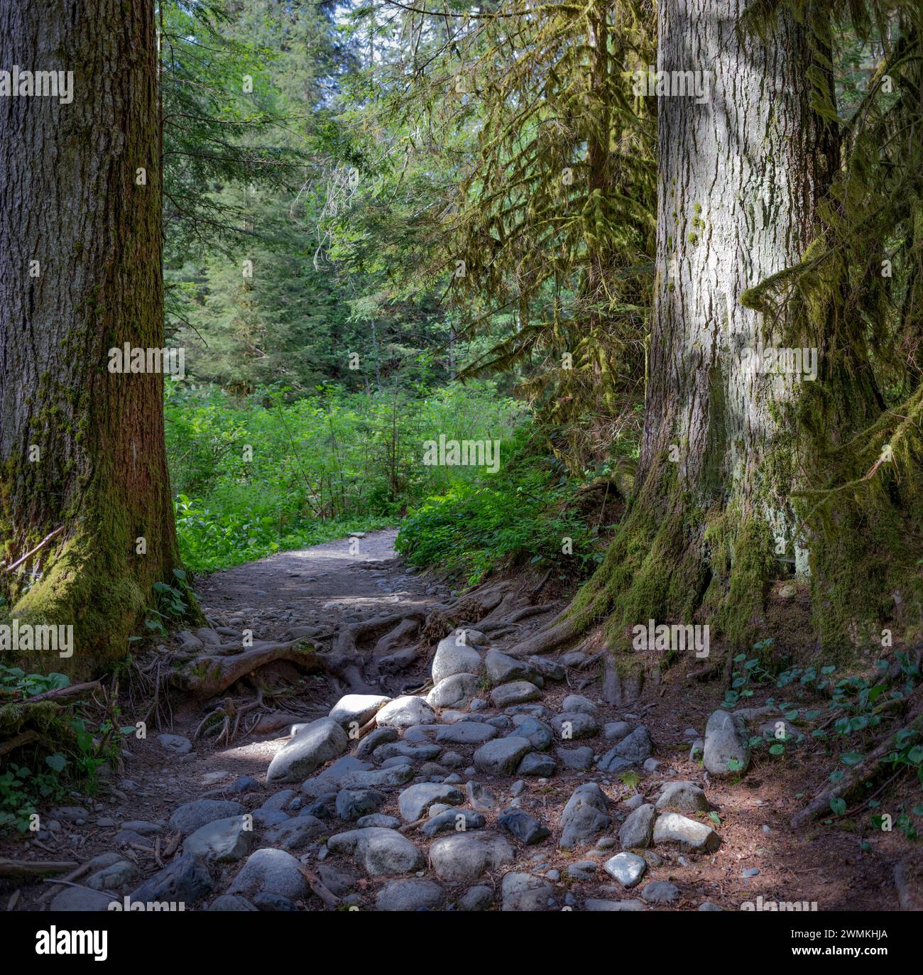 Magical forest path of the Cedars Mill Trail in Lynn Valley Canyon ...