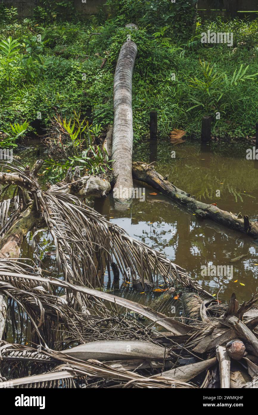 Fallen palm tree trees trunk hi-res stock photography and images - Alamy